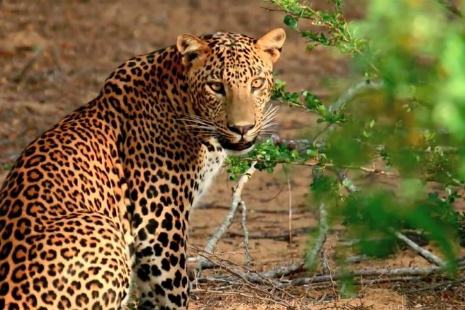 Yala National Park Private Safari trip from Galle/Unawatuna/Mirissa - Practical Tips for Booking and Enjoying Your Safari