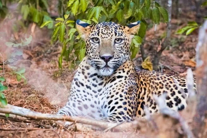 Yala National Park Private Safari with Naturalist - Key Points