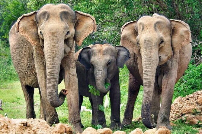 Yala National Park Private Safari with Naturalist - Who Will Love This Tour?