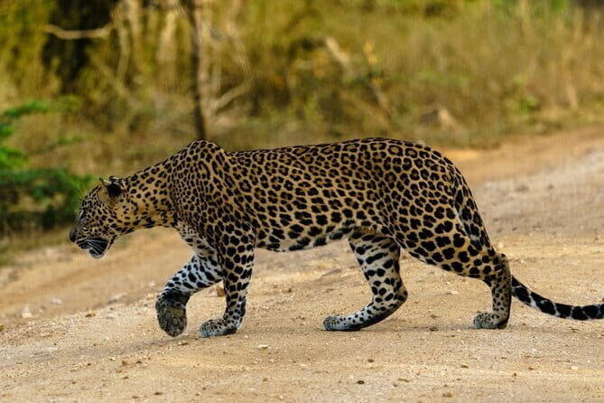 Yala National Park Private Safari with Naturalist - Final Thoughts
