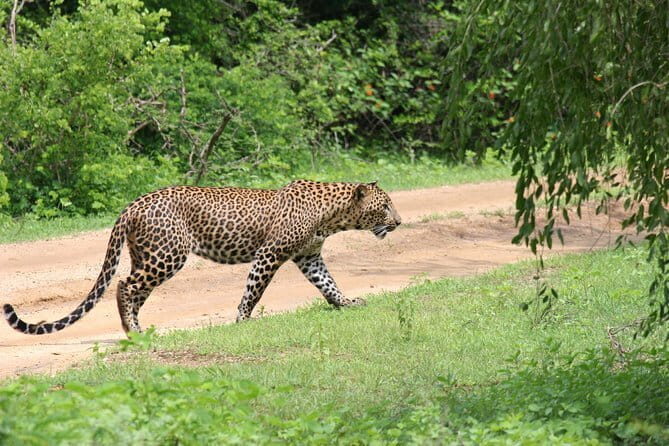 Yala National Park Private Safari with Naturalist - FAQ