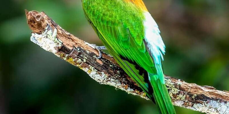 Yala National Park Safari 2 Options (7 hour & 12 hour) - Final Thoughts