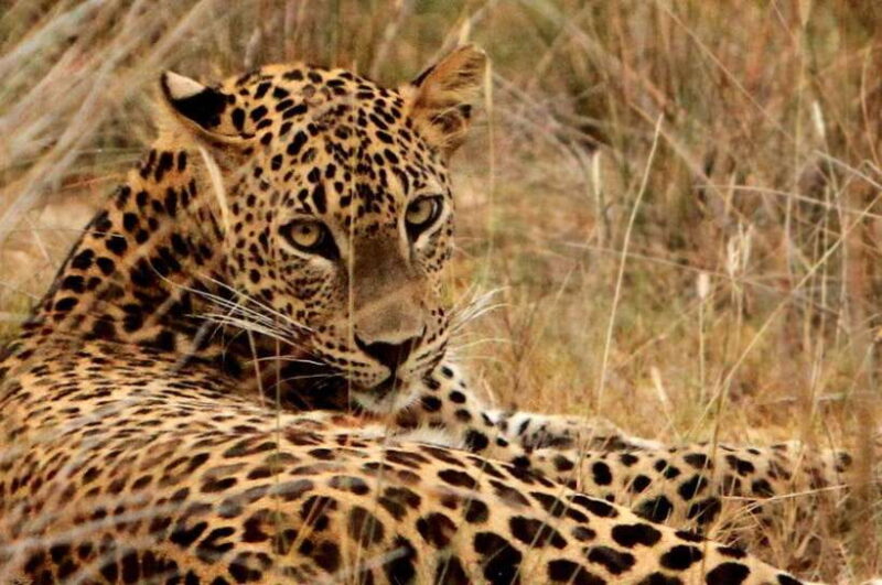Yala National Park Safari : 3 Options ( 5 h/7 h/ 12 h ) - Key Points