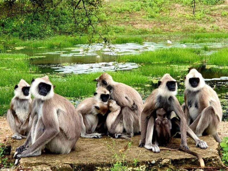 Yala National Park Safari : 3 Options ( 5 h/7 h/ 12 h ) - The Sum Up