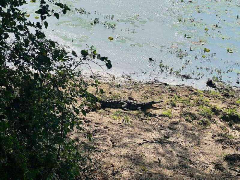 Yala National Park Safari Adventure(Half Day tour) 5 Hour - The Value of a Half-Day Safari in Yala