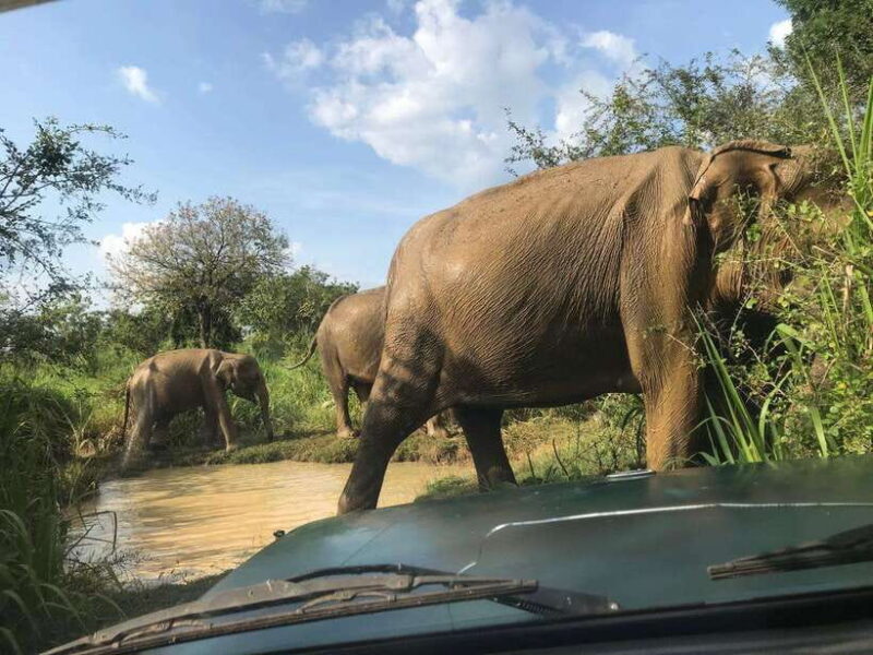Yala National Park Safari Adventure(Half Day tour) 5 Hour - Final Thoughts: Is This Safari Worth Your Time and Money?