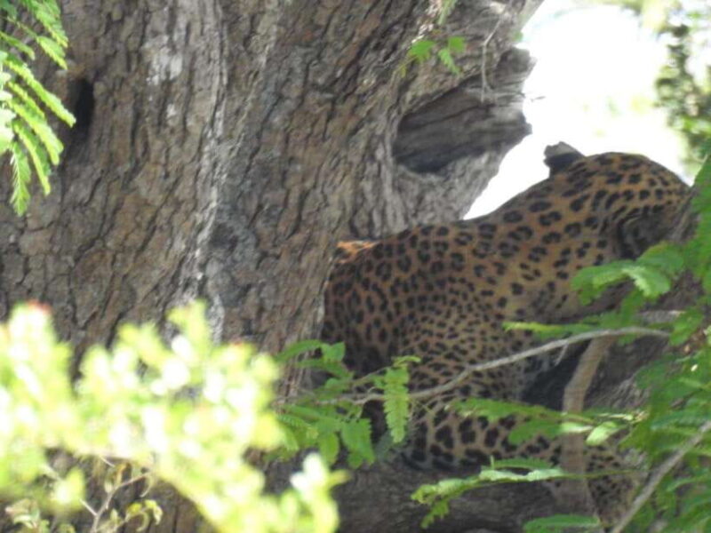 Yala National Park Safari Adventure(Half Day tour) 5 Hour - FAQ
