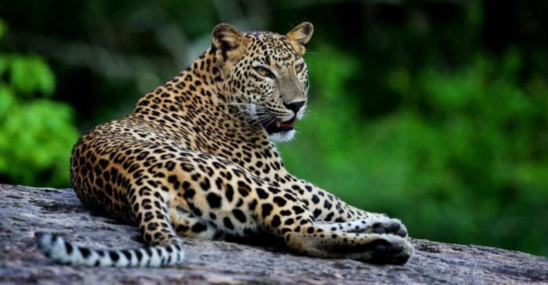Yala National Park: Safari Experience at Dawn or Dusk - Who This Tour Is Best For