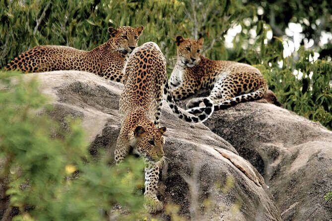 Yala National Park Safari from Bentota - Exploring Bentota Before the Safari