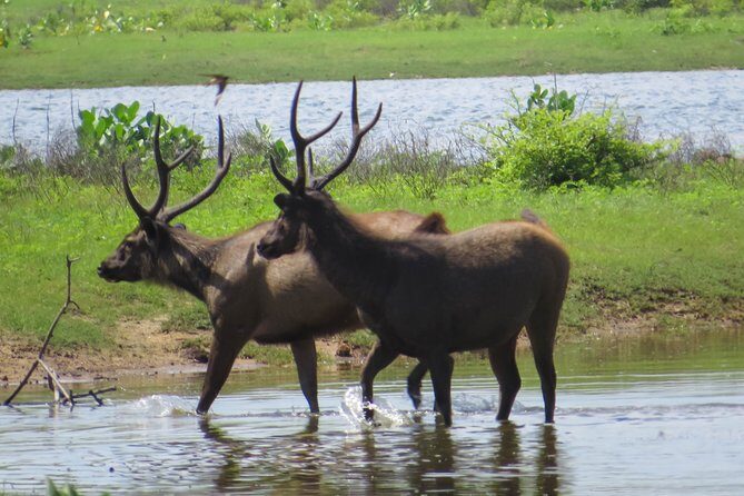 Yala National Park Safari from Bentota - The Itinerary in Detail