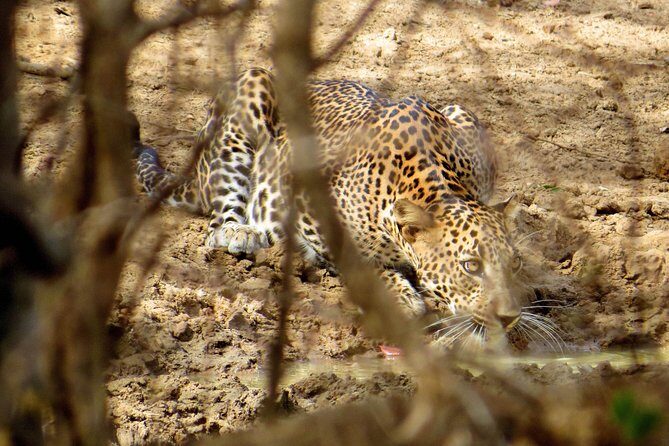 Yala National Park Safari from Bentota - Practical Details & Logistics