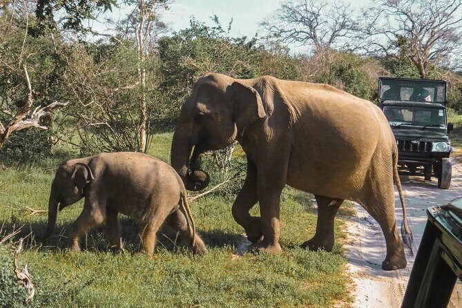 Yala National Park Safari from Bentota - Weather and Cancellation