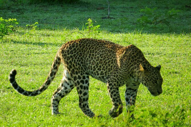 Yala National Park Safari from Bentota - Authenticity & Value