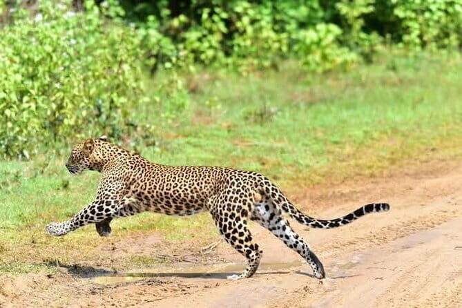 Yala National Park Safari from Ella - Key Points