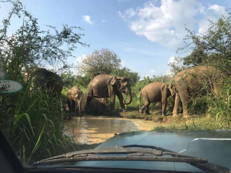 Yala National Park Safari from Ella (+ Jeep) - Analyzing the Experience: Is It Good Value?