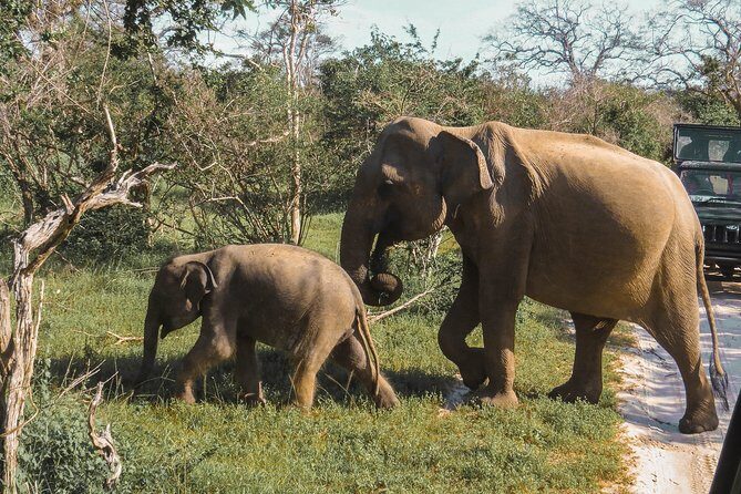 Yala National Park Safari from Galle - The Practicalities of the Tour