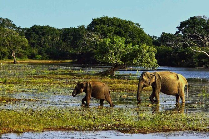 Yala National Park Safari from Galle - FAQs