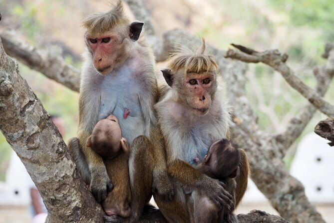 Yala National Park Safari from Hambantota port (Shore Excursion) - Who Should Consider This Tour?