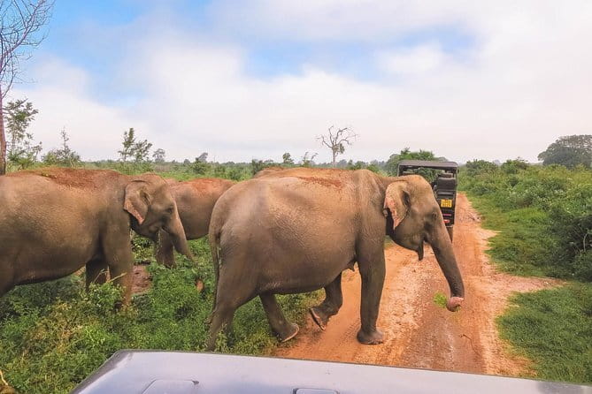 Yala National Park Safari from Hambantota port (Shore Excursion) - FAQ