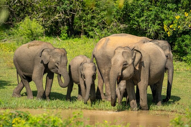 Yala National Park Safari |From Hambantota Port (Shore Excursion) - Final Words