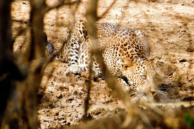 Yala National Park Safari from Hambantota Seaport - Who Should Consider This Tour?