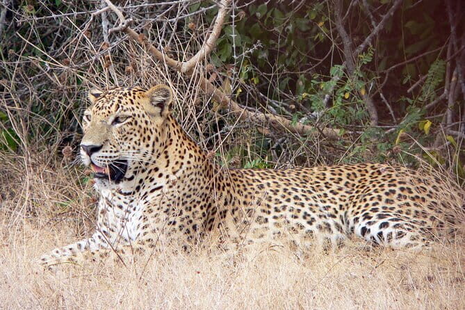 Yala National Park Safari from Koggala - Key Points