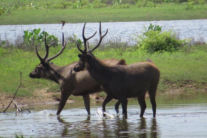 Yala National Park Safari from Mirissa - The Transportation & Guide Experience