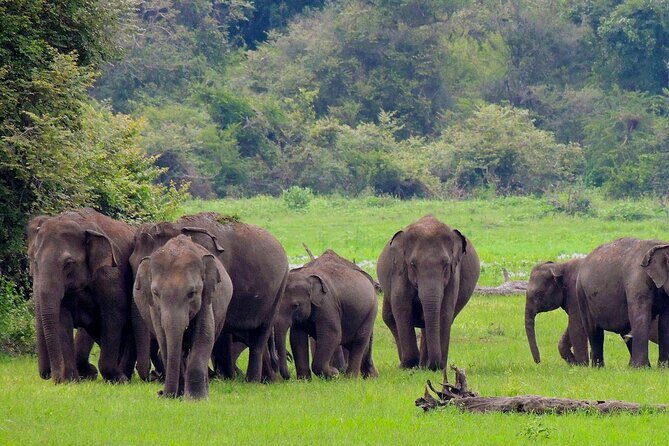 Yala National Park Safari from Mirissa - The Review and Real Traveler Insights