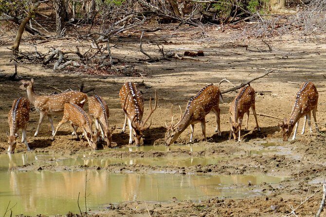 Yala National Park Safari from Mirissa - Is This Tour Worth It?