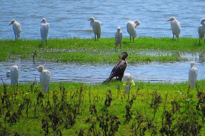 Yala National Park Safari from Mirissa - Who Should Consider This Tour?