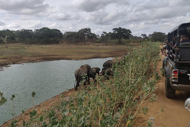 Yala National Park Safari from Mirissa - The Sum Up