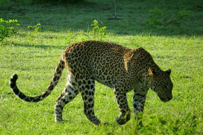 Yala National Park Safari from Mirissa - FAQ
