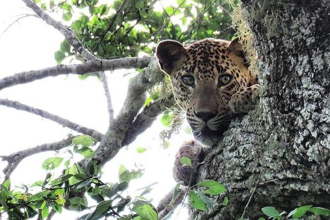 Yala National Park Safari | From Mirissa - What Does the Tour Include and Exclude?