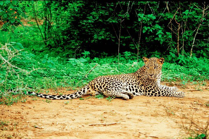 Yala National Park Safari from Talpe - FAQ