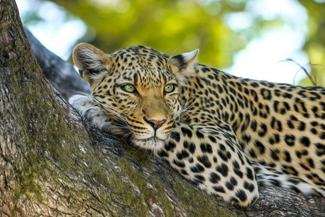 Yala National Park Safari from Tissamaharama - Key Points