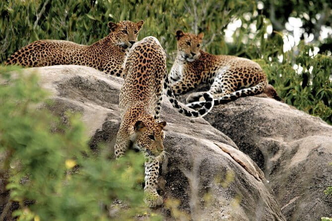 Yala National Park Safari from Tissamaharama - What to Expect on Your Safari