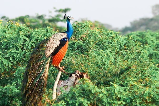 Yala National Park Safari from Tissamaharama - Who Should Book This Tour?