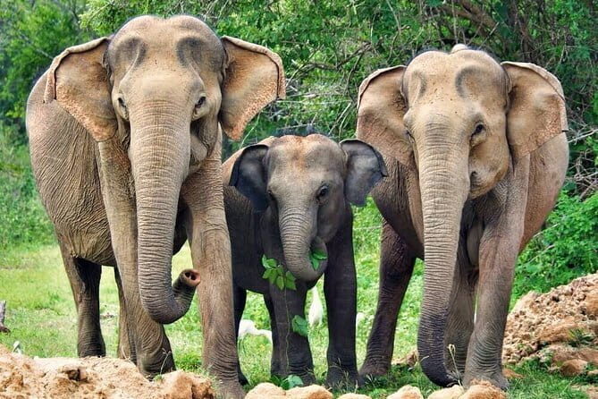 Yala National Park Safari from Tissamaharama - Frequently Asked Questions
