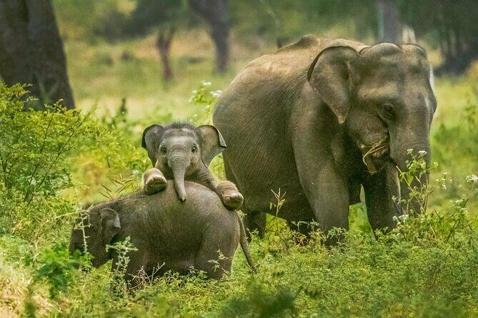 Yala National Park Safari from Weligama - Analyzing the Cost and Value