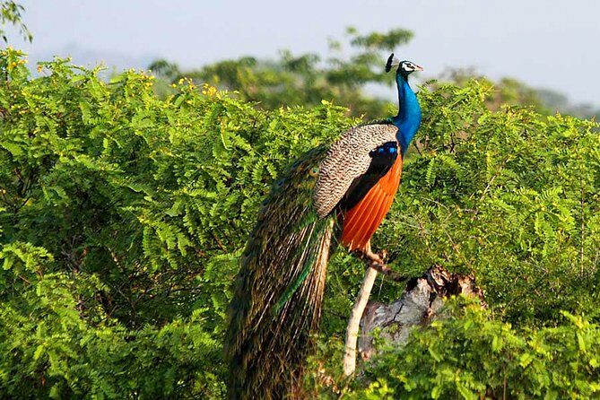 Yala National Park Safari from Weligama - Who Should Consider This Tour?