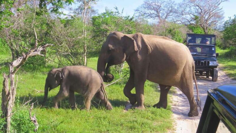 Yala National Park Safari from Weligama - An Authentic Wildlife Experience Close to Weligama