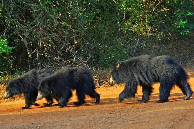 Yala National Park Safari - Half day and Full day - Analyzing the Experience