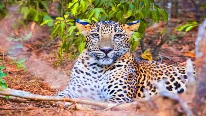 "Yala National Park Safari-Half-Day Safari Guided Adventure" - The Value of This Safari