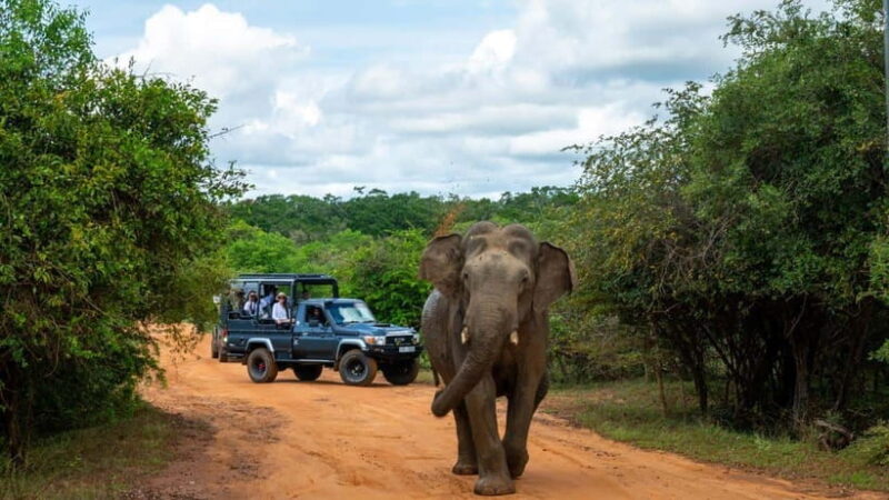 "Yala National Park Safari-Half-Day Safari Guided Adventure" - Frequently Asked Questions
