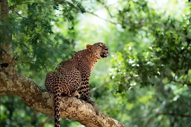 Yala National Park Safari : Special Guided Tour - Practical Details and Tips