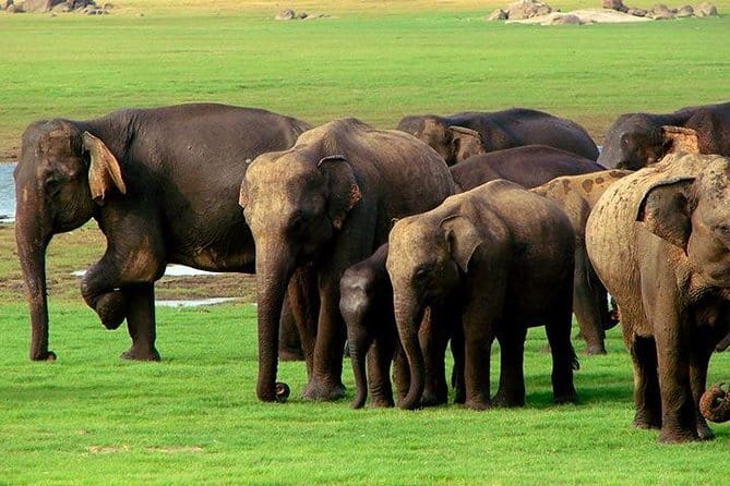 Yala National Park Safari : Special Guided Tour - Frequently Asked Questions