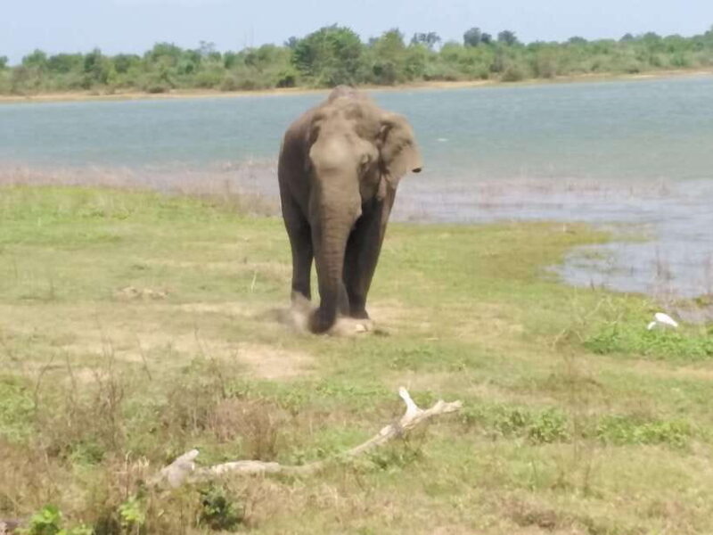 Yala National park Safari Tour From Colombo / Galle - Practical Tips for Travelers
