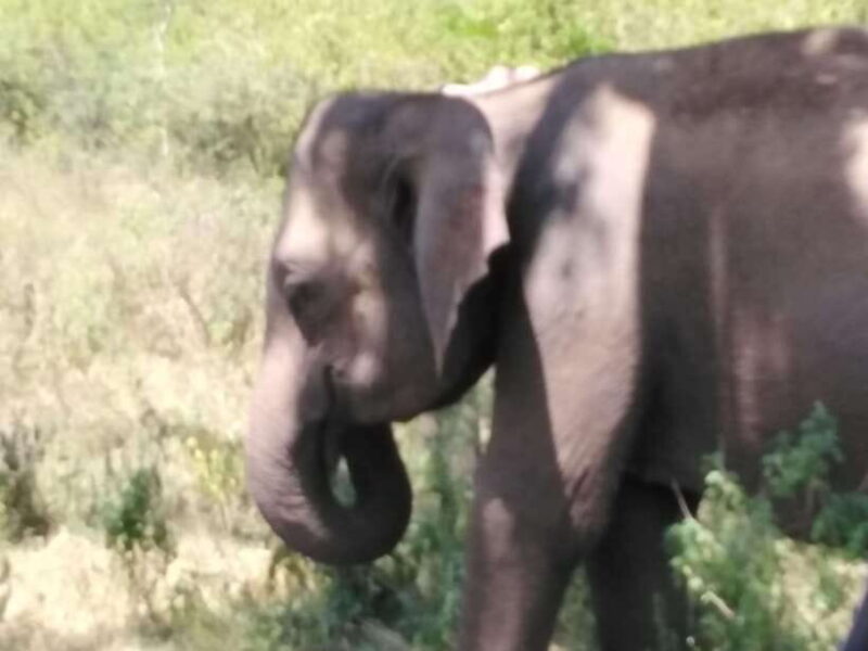 Yala National park Safari Tour From Colombo / Galle - Final Thoughts