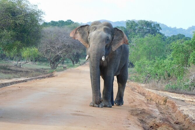 Yala National Park Safari Tour From Hambantota port - An Honest Look at the Yala Safari Experience