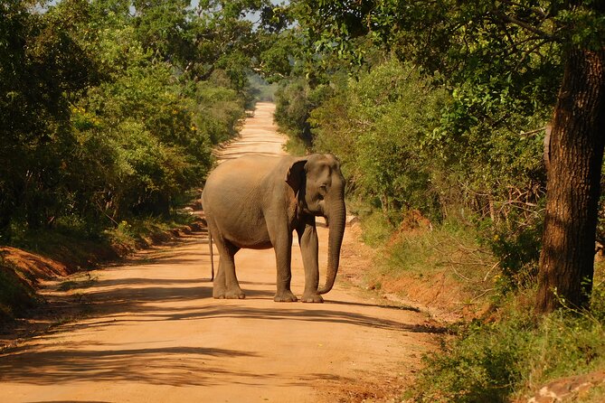 Yala National Park Safari Tour From Hambantota port - FAQs about the Yala Safari Tour from Hambantota